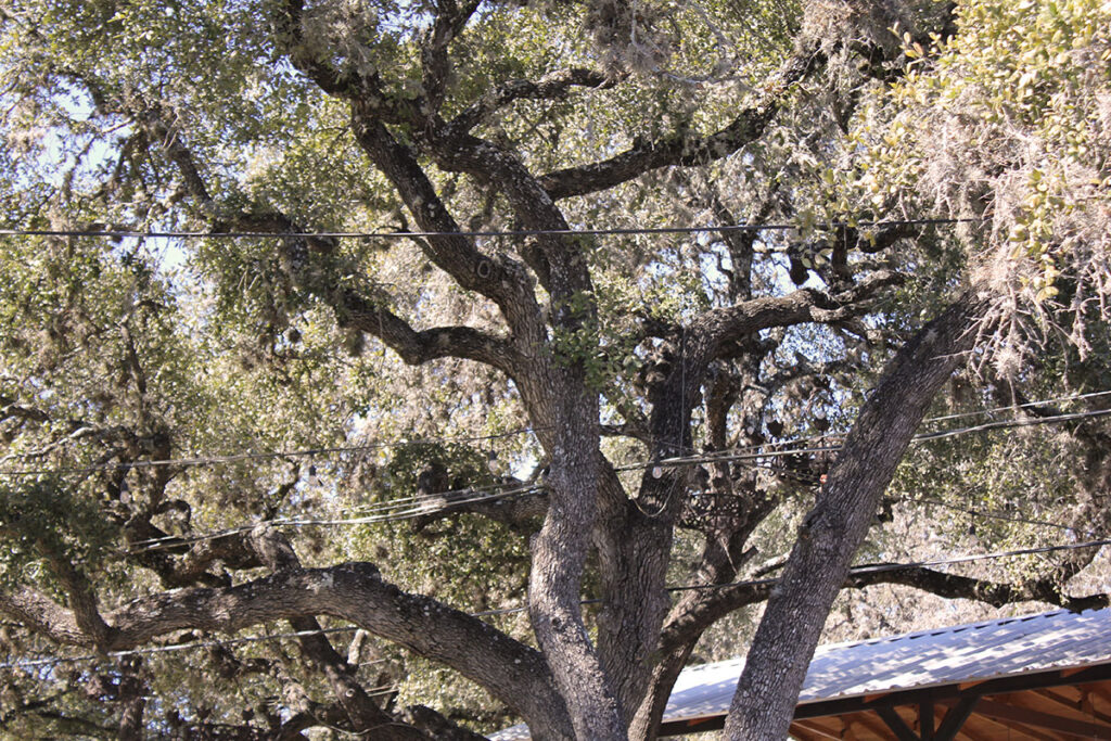 Helotes Small Business Battles CPS Energy Over Illegal Placement of ...